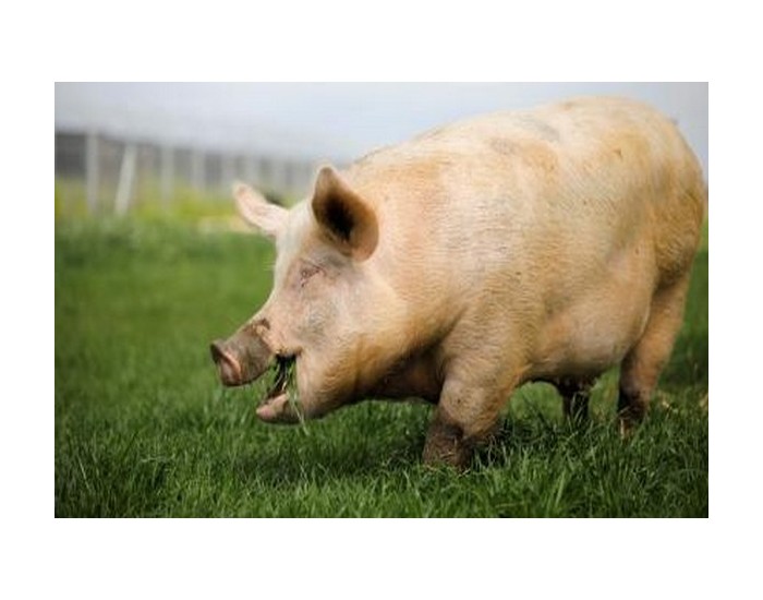 saucisson Jésus pur porc